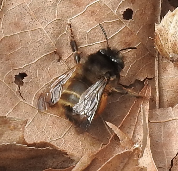 Asian Shaggy Digger Bee from Kings Contrivance, Columbia, MD, USA on ...