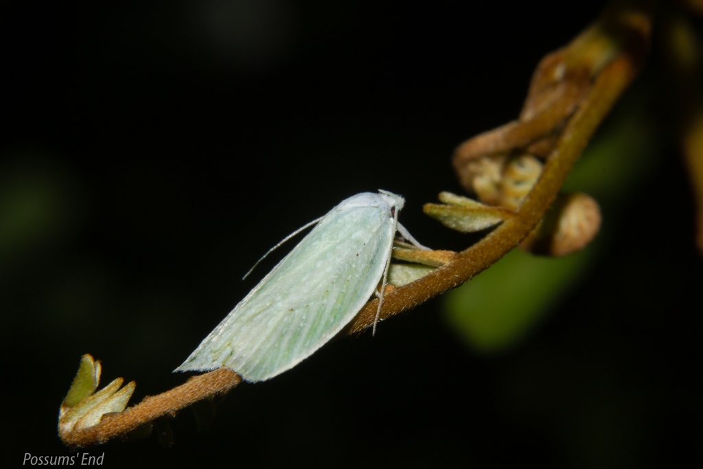 Tarata Flat Moth from Portobello, Dunedin, New Zealand on December 16 ...