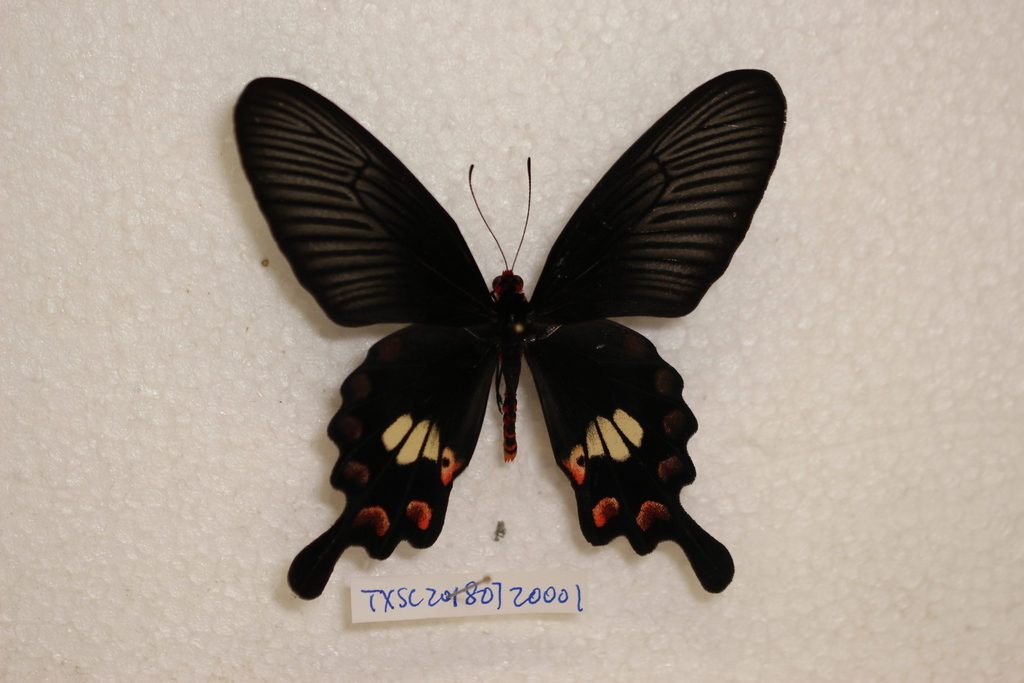 Common Rose Swallowtail from De Yan Lu, Miyi Xian, Panzhihua Shi ...