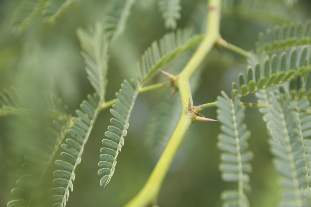 mesquite from Fujairah - United Arab Emirates on December 24, 2022 at ...