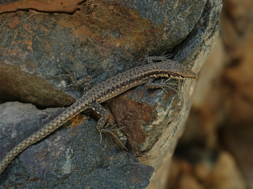 Georgian Lizard from Unnamed Road, 08890 Dereiçi/Yusufeli/Artvin ...