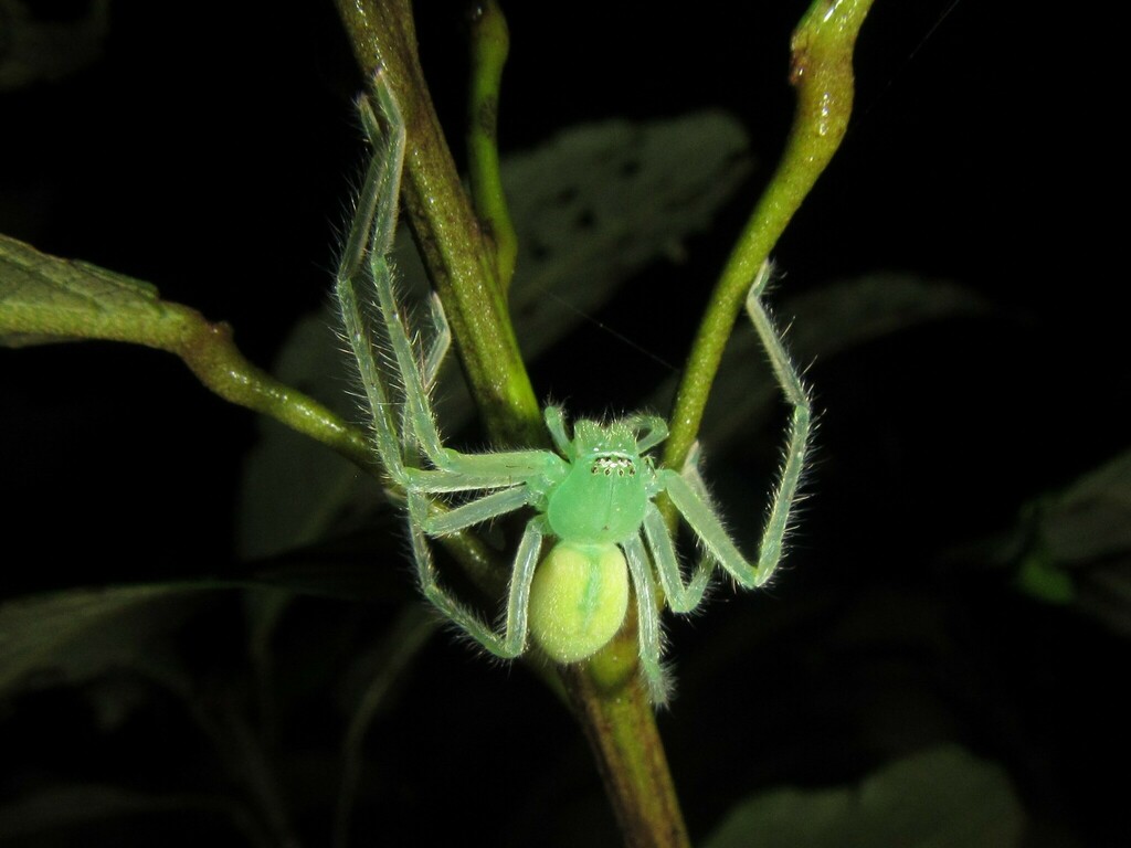 Huntsman Spiders from Kuranda QLD 4881, Australia on June 27, 2018 at ...
