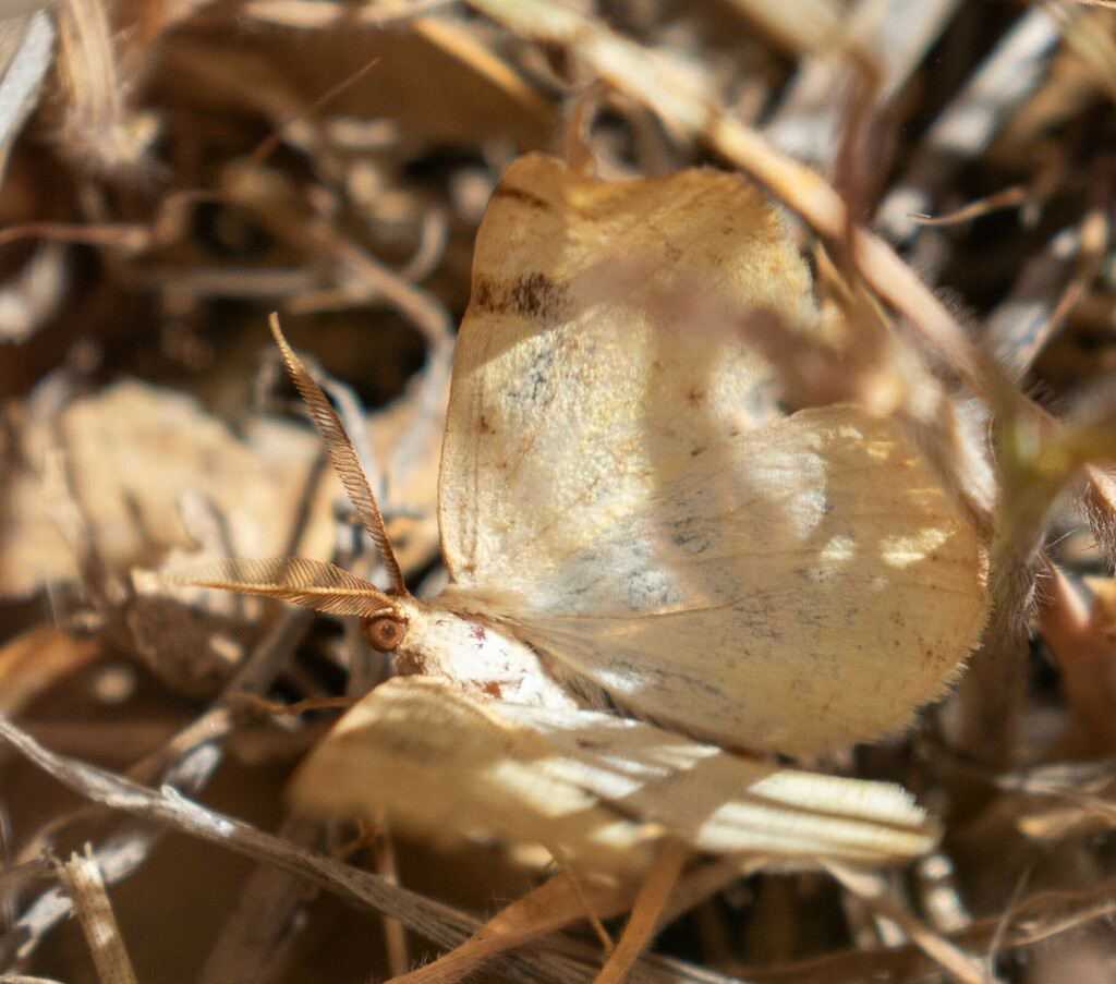 Sulphur Moth from Mount Diablo SP Summit Area, Contra Costa County, CA ...