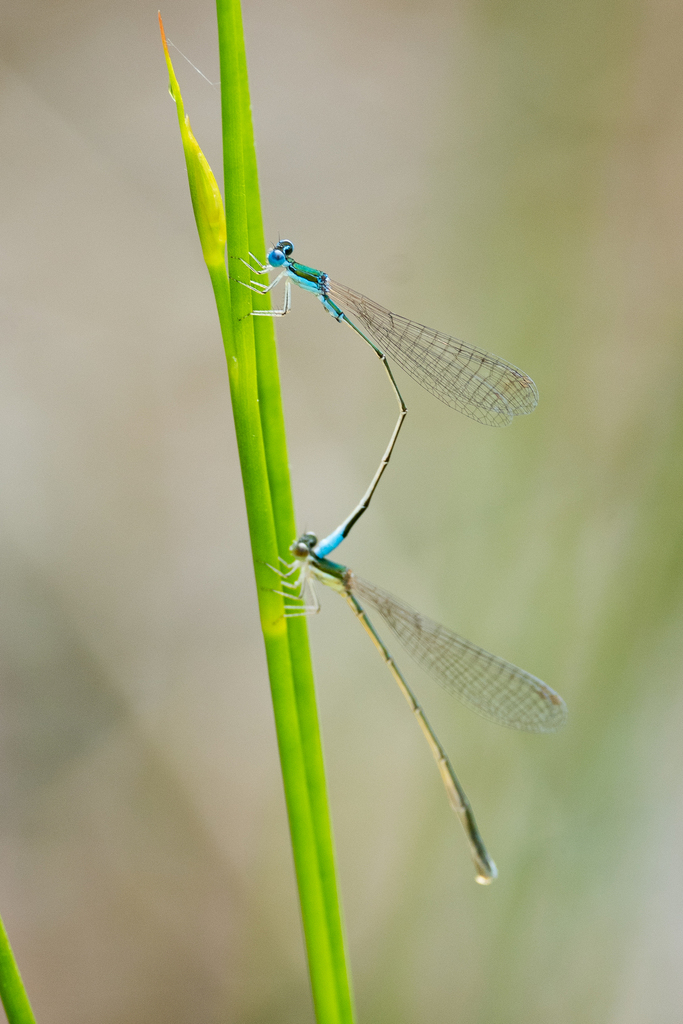 Sphagnum Sprite in June 2023 by Jonathan Irons · iNaturalist