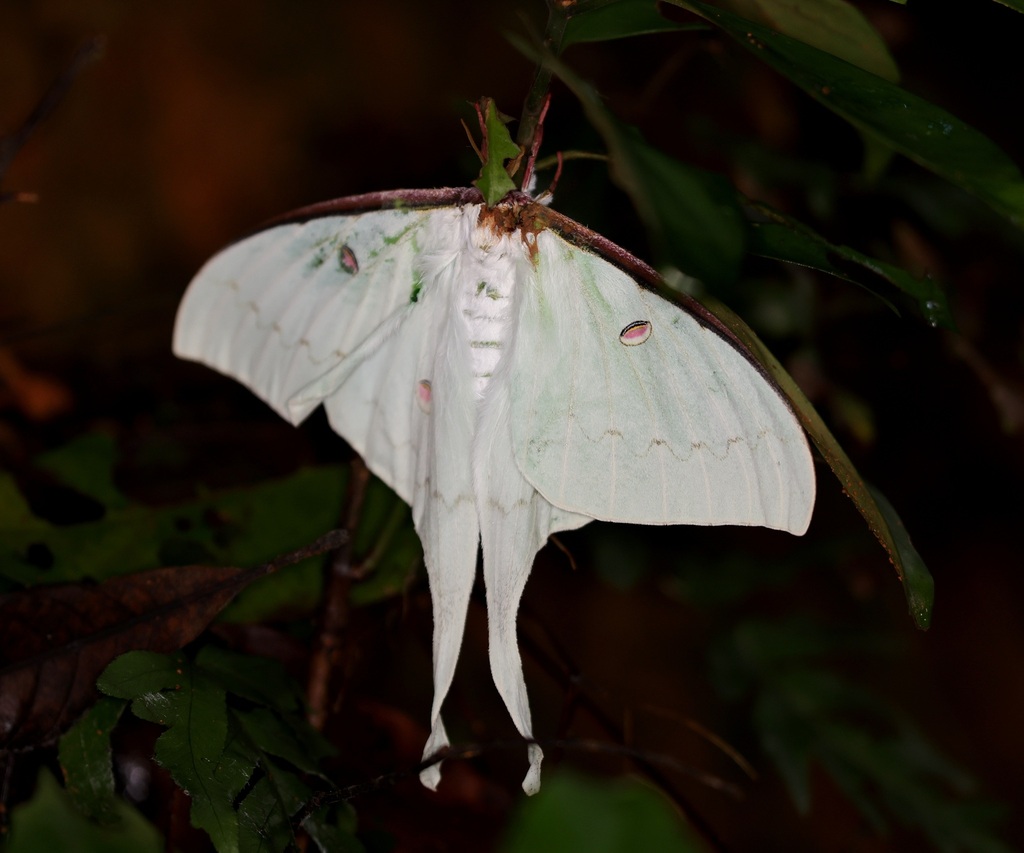 South China Moon Moth from 香港大帽山 on June 20, 2023 at 05:46 PM by sk2 ...