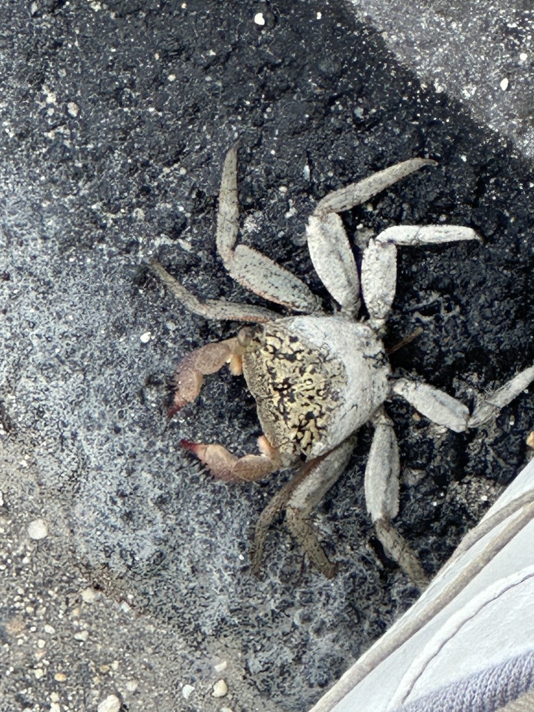 Mangrove Tree Crab from Everglades National Park, FL, US on June 18 ...