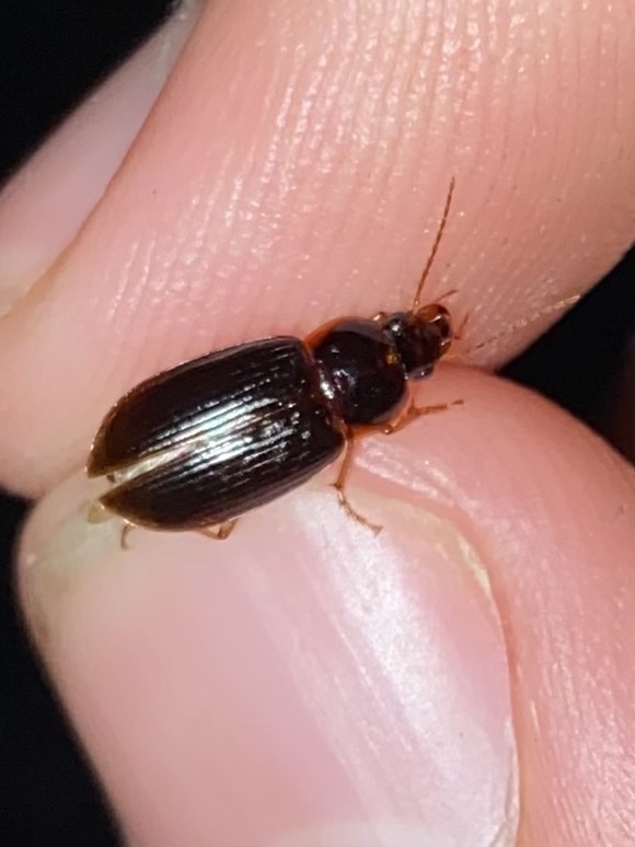 Notiobia terminata from Snow Hill Rd, Salisbury, MD, US on June 19 ...
