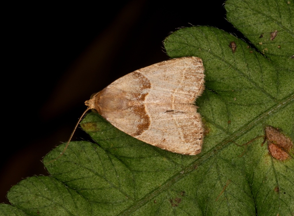 Rivula basalis from 香港大帽山 on June 20, 2023 at 07:51 PM by sk2 · iNaturalist