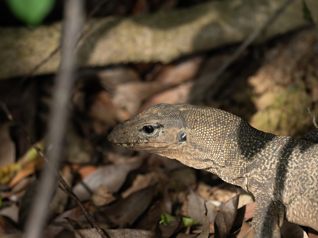Clouded Monitor from North Eastern Islands, Singapore on June 21, 2023 ...