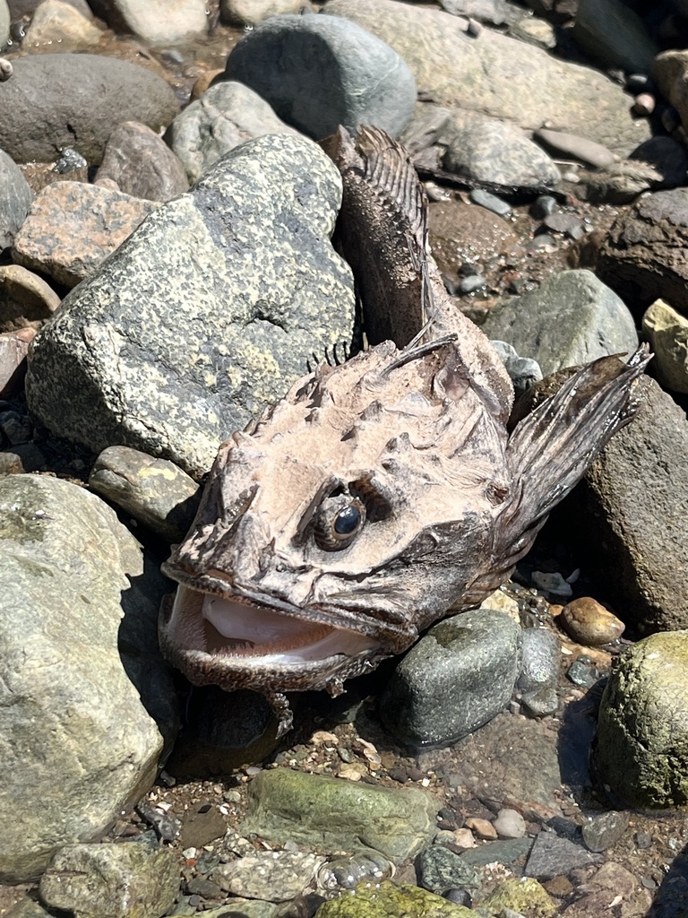 Sea Raven from Chignecto Bay, Alma, NB, CA on June 21, 2023 at 11:58 AM ...