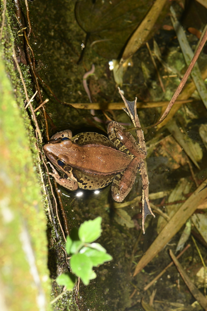 Guenther's Frog from 中国泉州市丰泽区清源山 邮政编码: 362012 on June 20, 2023 at 09:20 ...