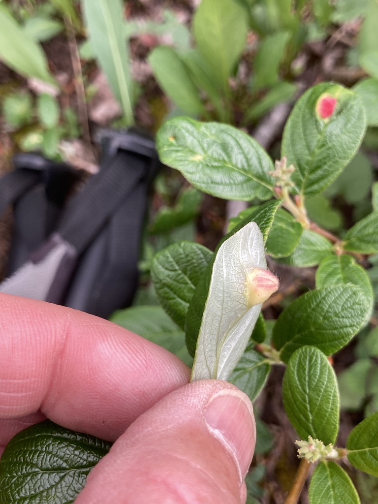 Willow Apple Gall Sawfly from Columbia-Shuswap, BC, Canada on June 16 ...
