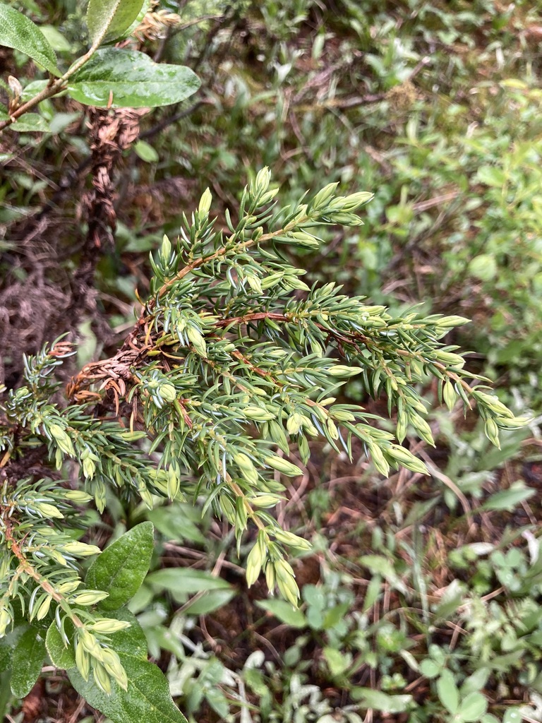 common juniper from Columbia-Shuswap, BC, Canada on June 16, 2023 at 05 ...