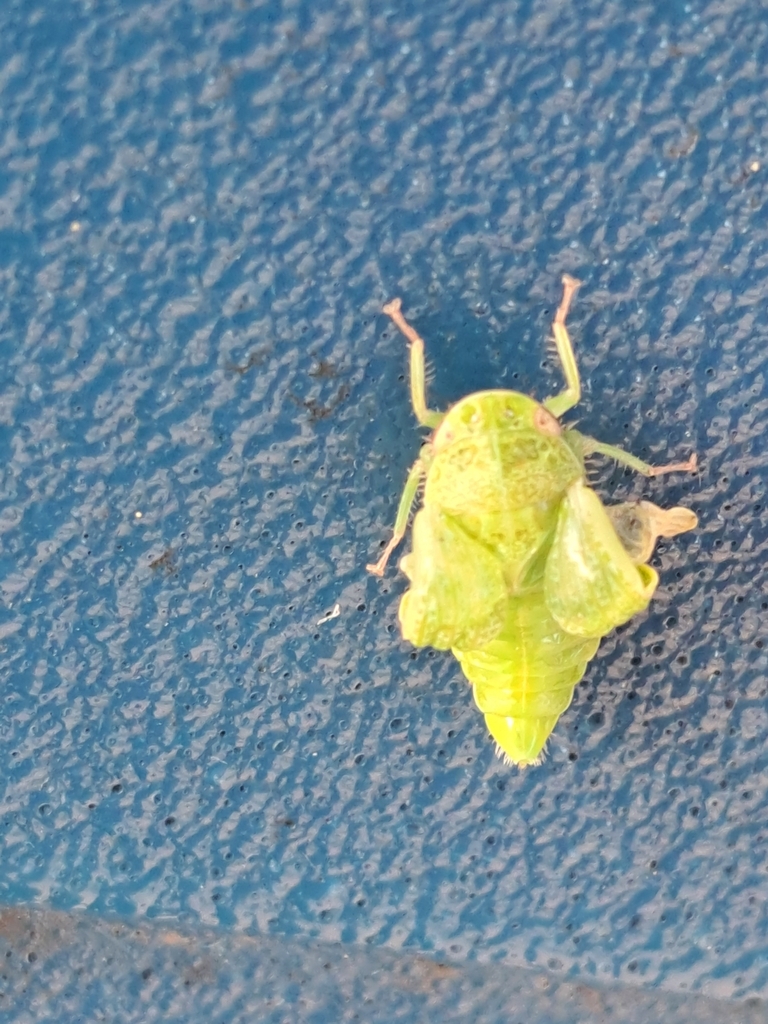 Hamana from Tropical Park on June 15, 2023 at 06:44 PM by im alive ...