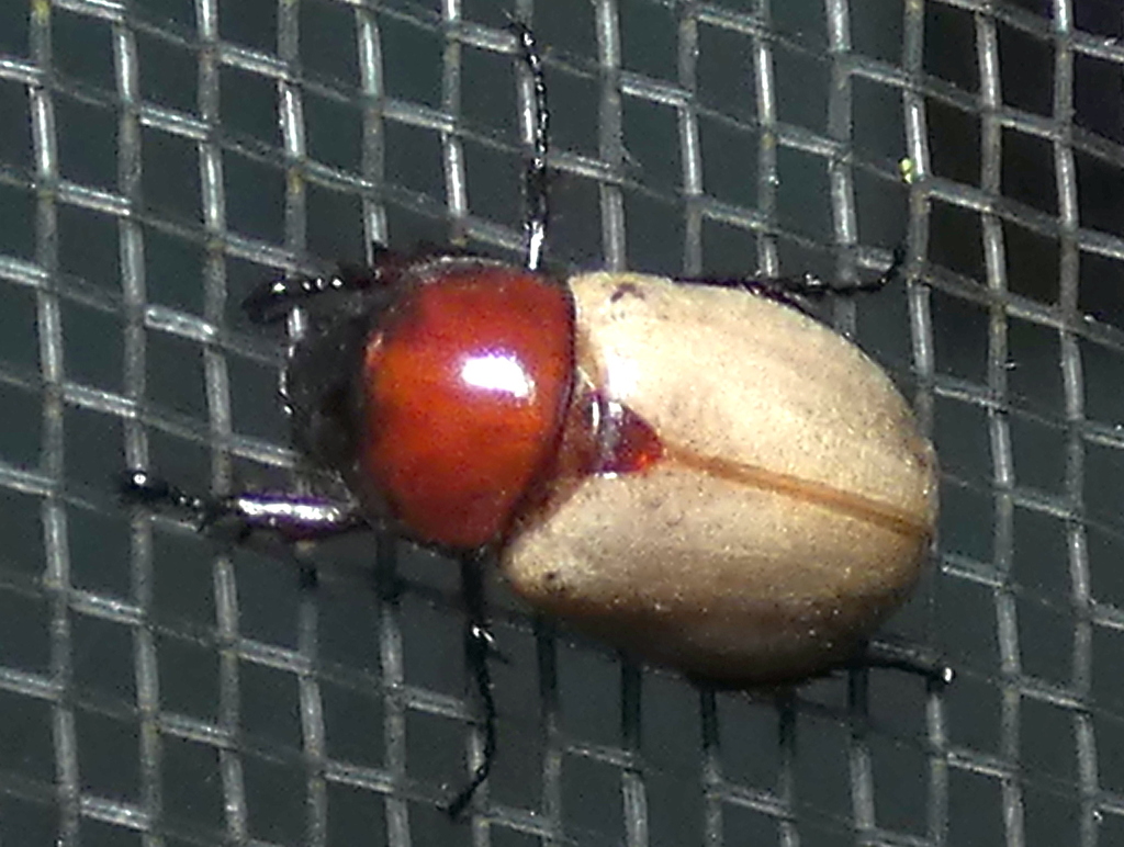 Masked Chafers and Rice Beetles from Zona rural de Paudalho ...