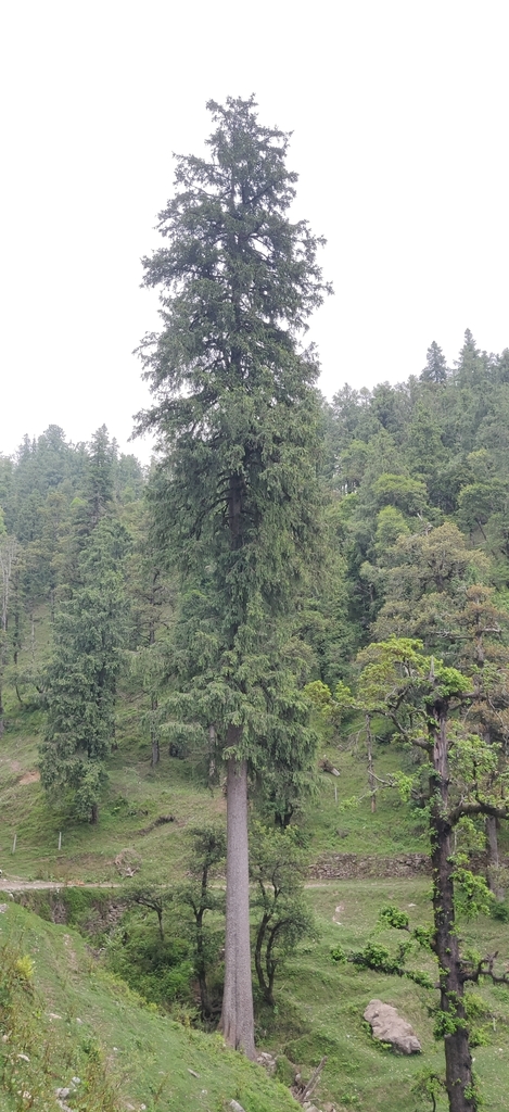 Morinda spruce from Kandar, Uttarakhand 248123, India on June 21, 2023 ...