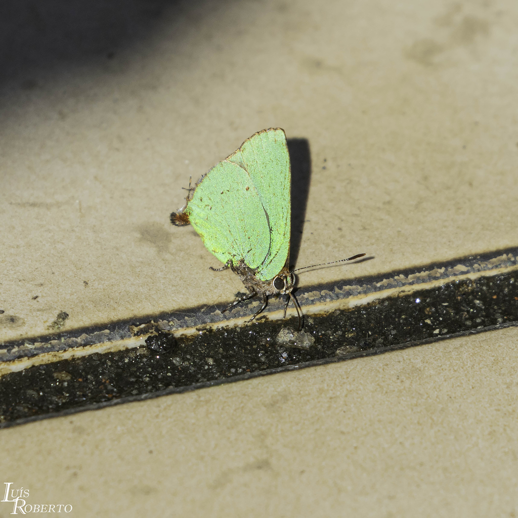 Tropical Greenstreak from Vila Mariana, São Paulo - SP, Brasil on June ...