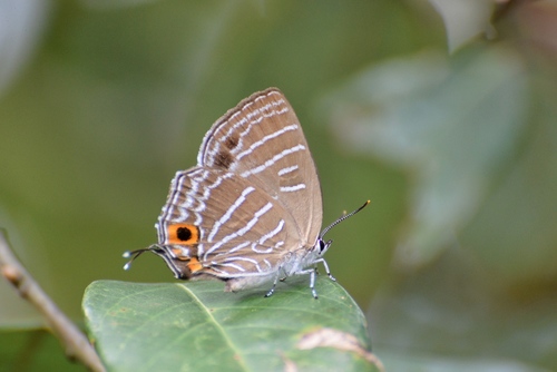Wagimo asanoi · iNaturalist