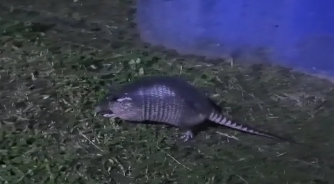 Nine-banded Armadillo from Costa Rica on November 3, 2022 at 07:22 PM ...