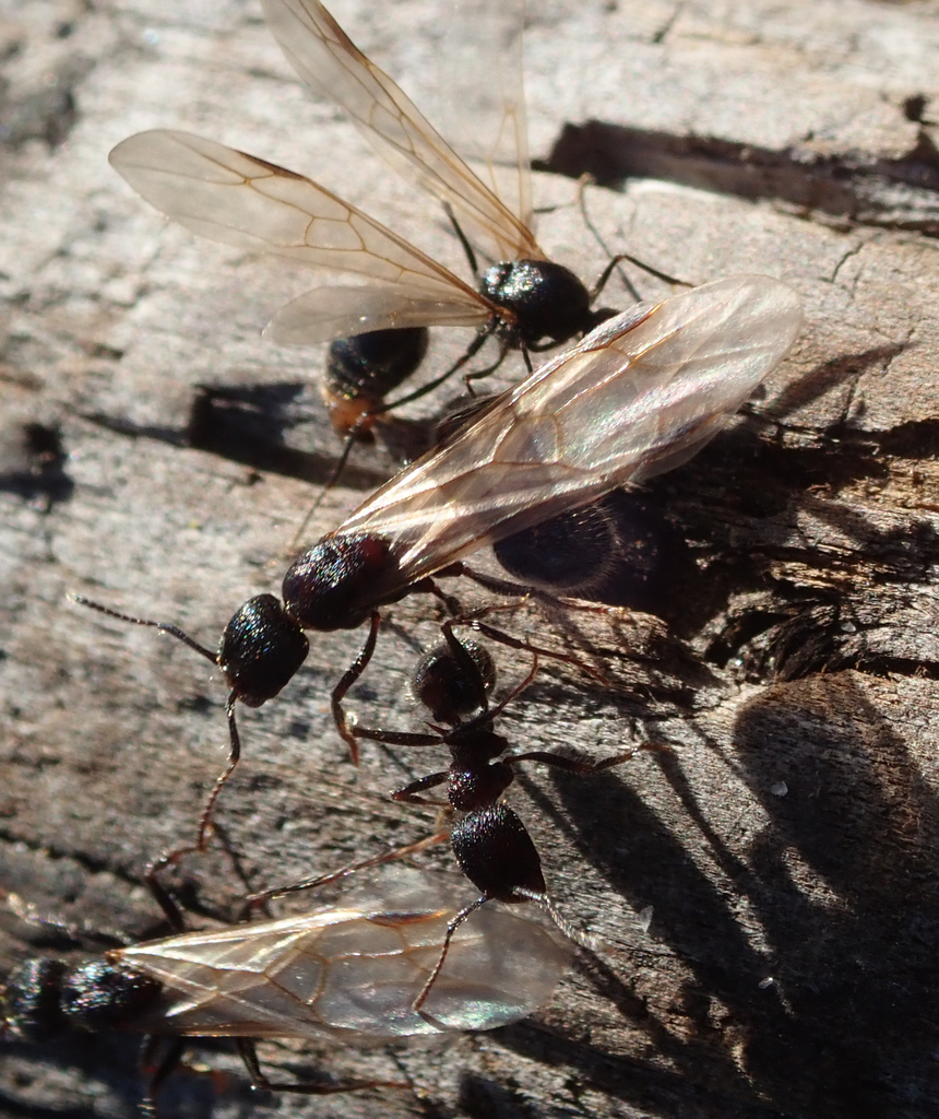 Andre's Harvester Ant from San Benito County, CA, USA on June 17, 2023 ...