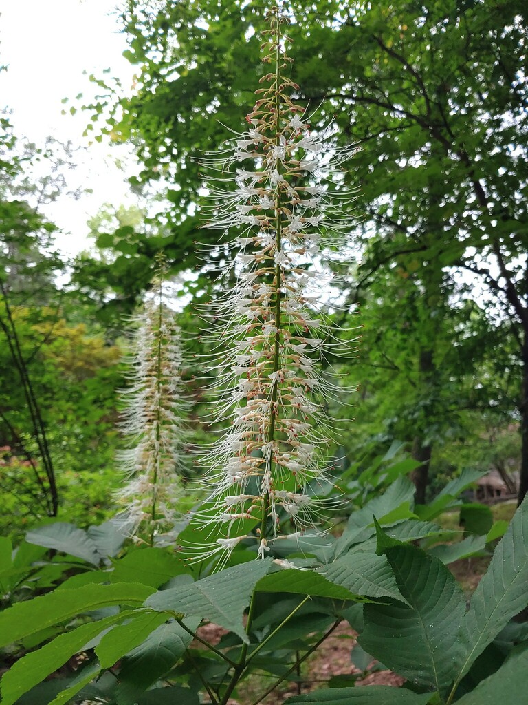 bottlebrush buckeye from Dekalb County, GA, USA on June 21, 2023 at 09: ...
