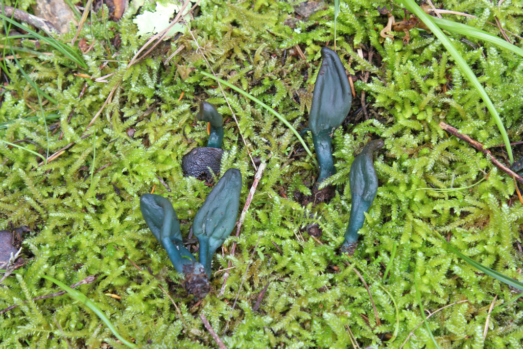Microglossum tenebrosum (Earthtongues of the World) · iNaturalist
