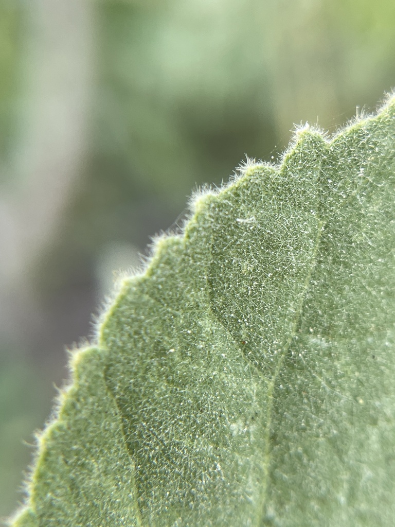 Shrubby Indian Mallow (Abutilon abutiloides) - Botanical Realm
