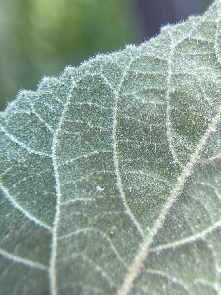 Shrubby Indian Mallow (Abutilon abutiloides) - Botanical Realm