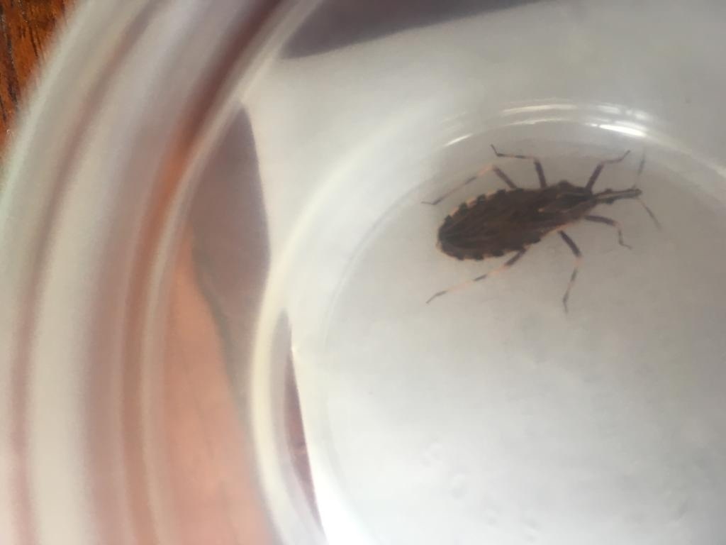 Rhodnius pictipes from Las Palmas, Tena, Napo, EC on October 7, 2018 at ...