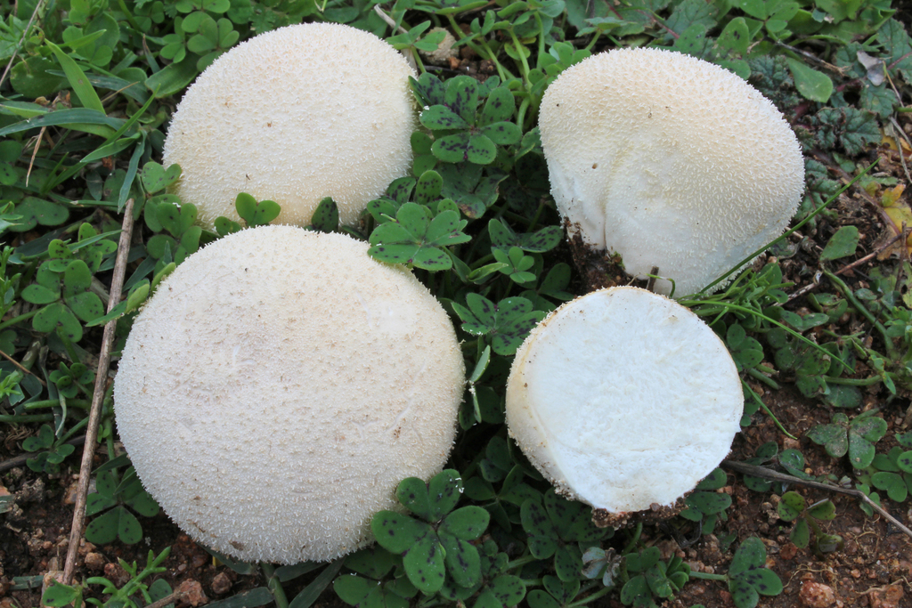 Meadow Puffball (Biodiversity of Jalama Canyon Ranch) · iNaturalist