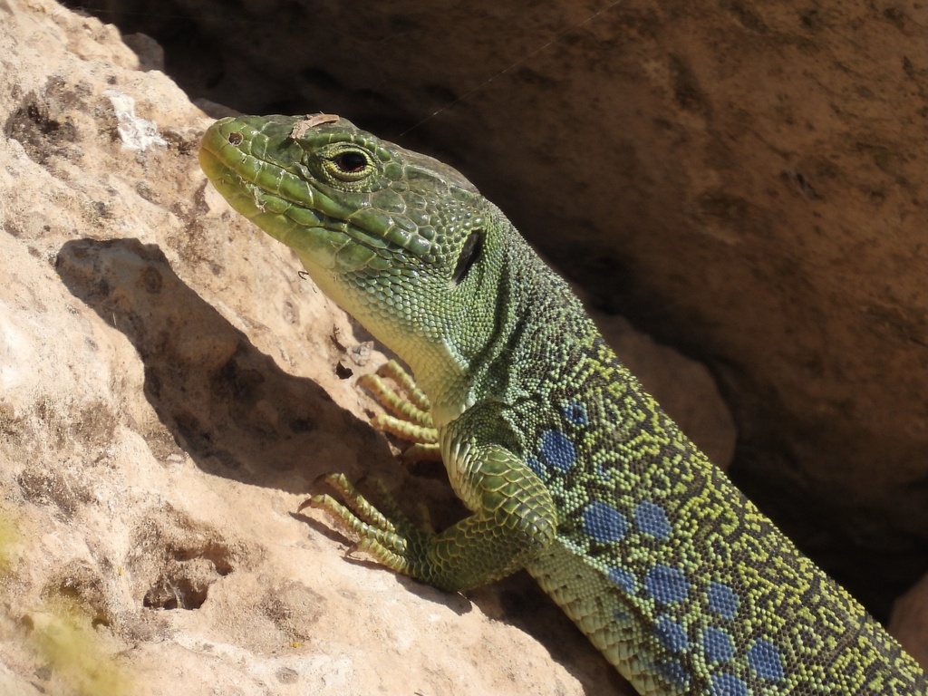 Ocellated Lizard in May 2023 by Javisa Hun · iNaturalist
