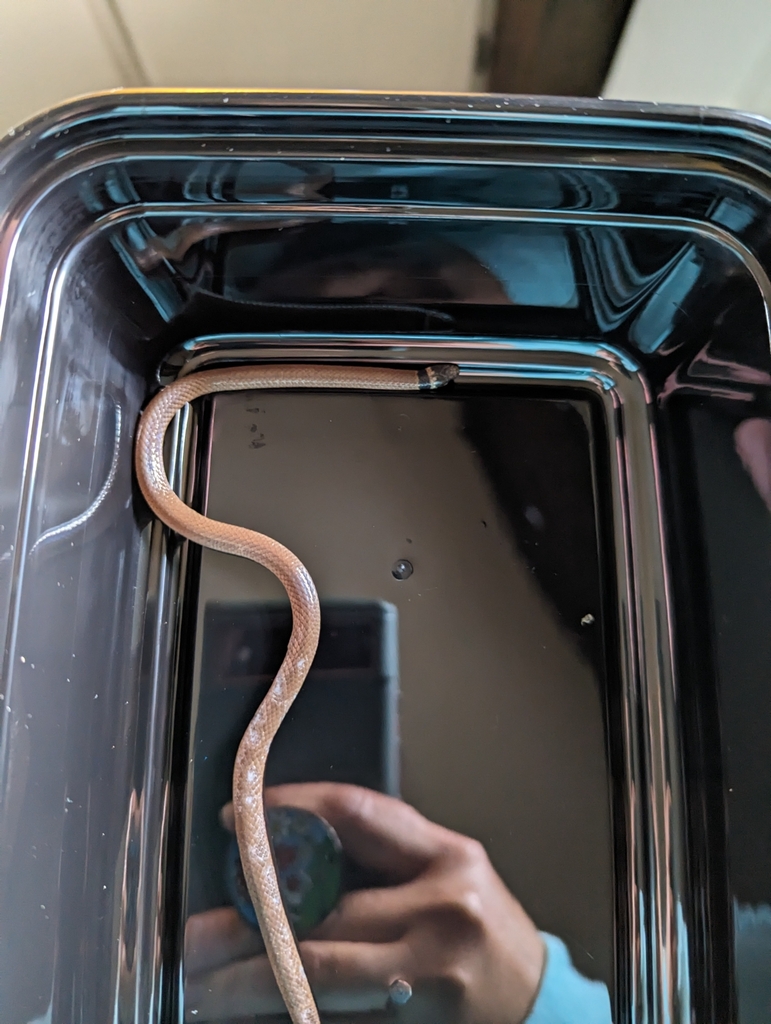 Gimkit - live learning game show