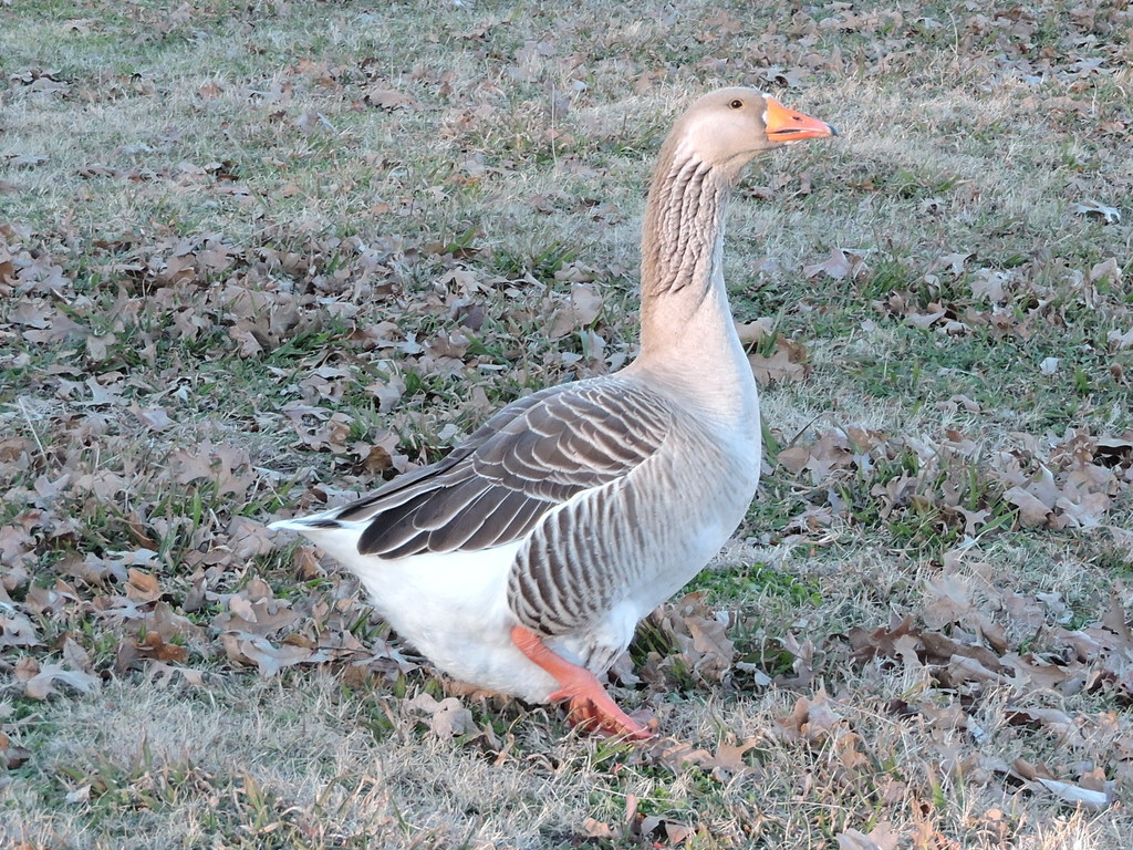 Grey Geese from Parker County, US-TX, US on January 24, 2016 by Sam ...
