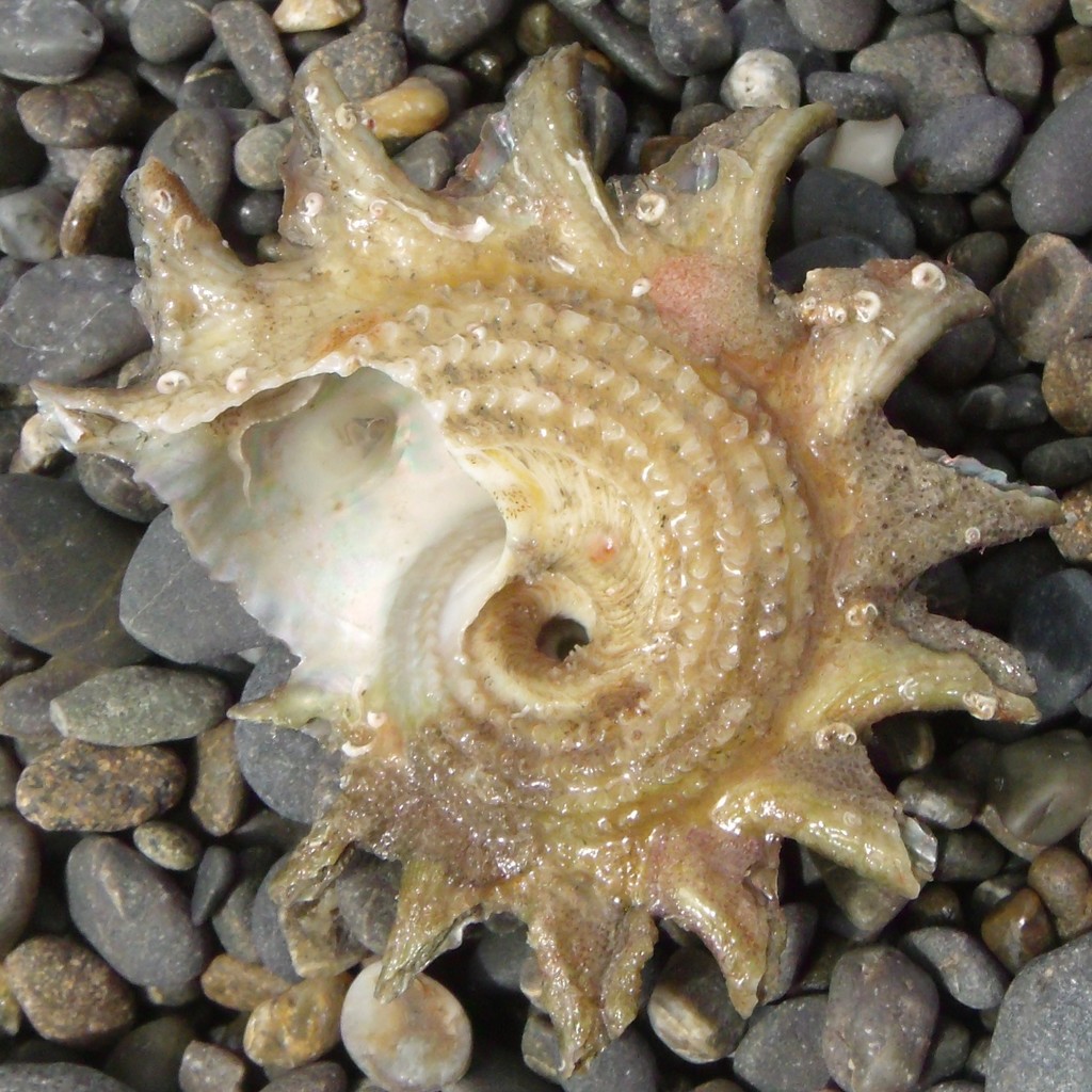 Circular Saw Shell from Seatoun, Wellington 6022, New Zealand on ...