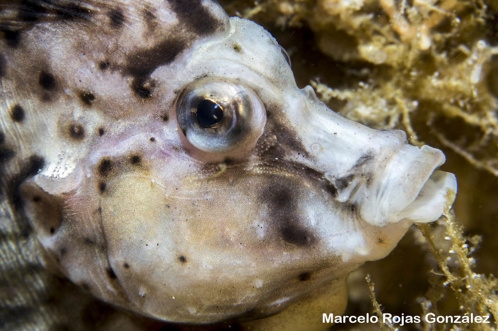Horsefishes (Congiopodus) - Marine Life Identification