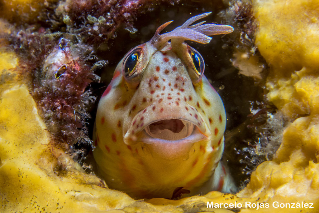 Combtooth Blennies (Blenniidae) - Marine Life Identification