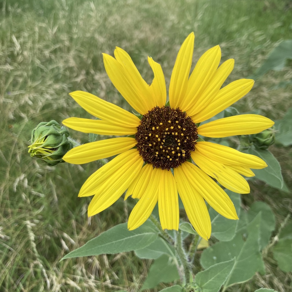 Common Sunflower from Southeast Austin, Austin, TX, US on June 13, 2023 ...