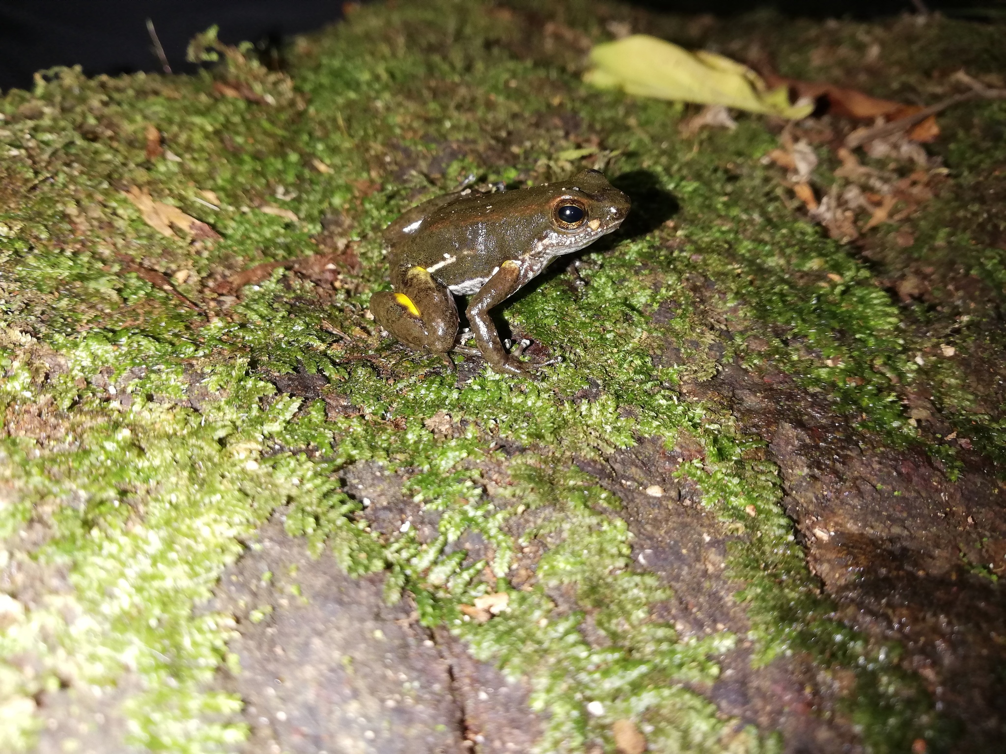 Colostethus panamansis (Dunn, 1933)