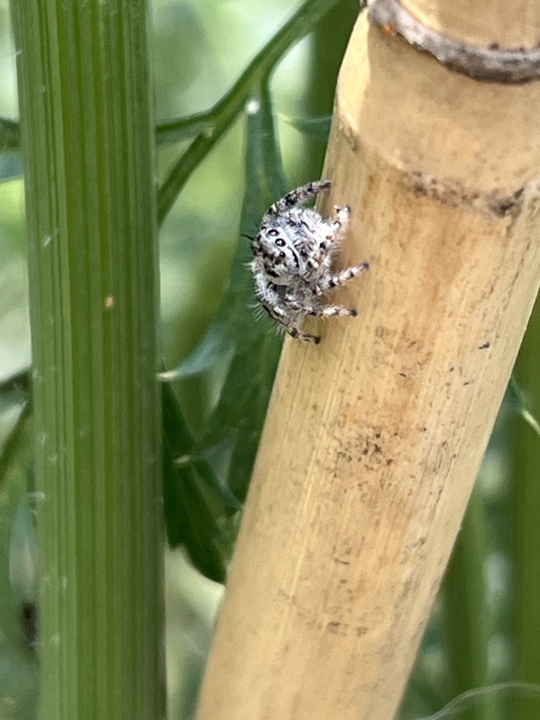 Putnam's Jumping Spider from Raum St NE, Washington, DC, US on June 19 ...