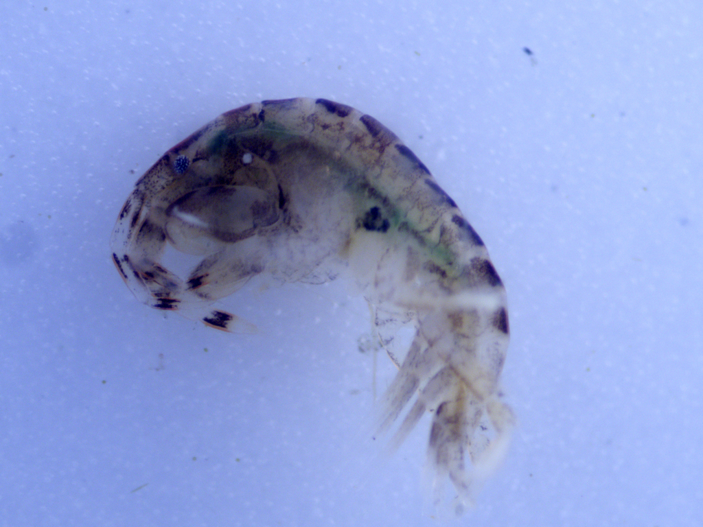 Ischyroceridae from Capital, BC, Canada on June 19, 2023 at 09:39 AM by ...