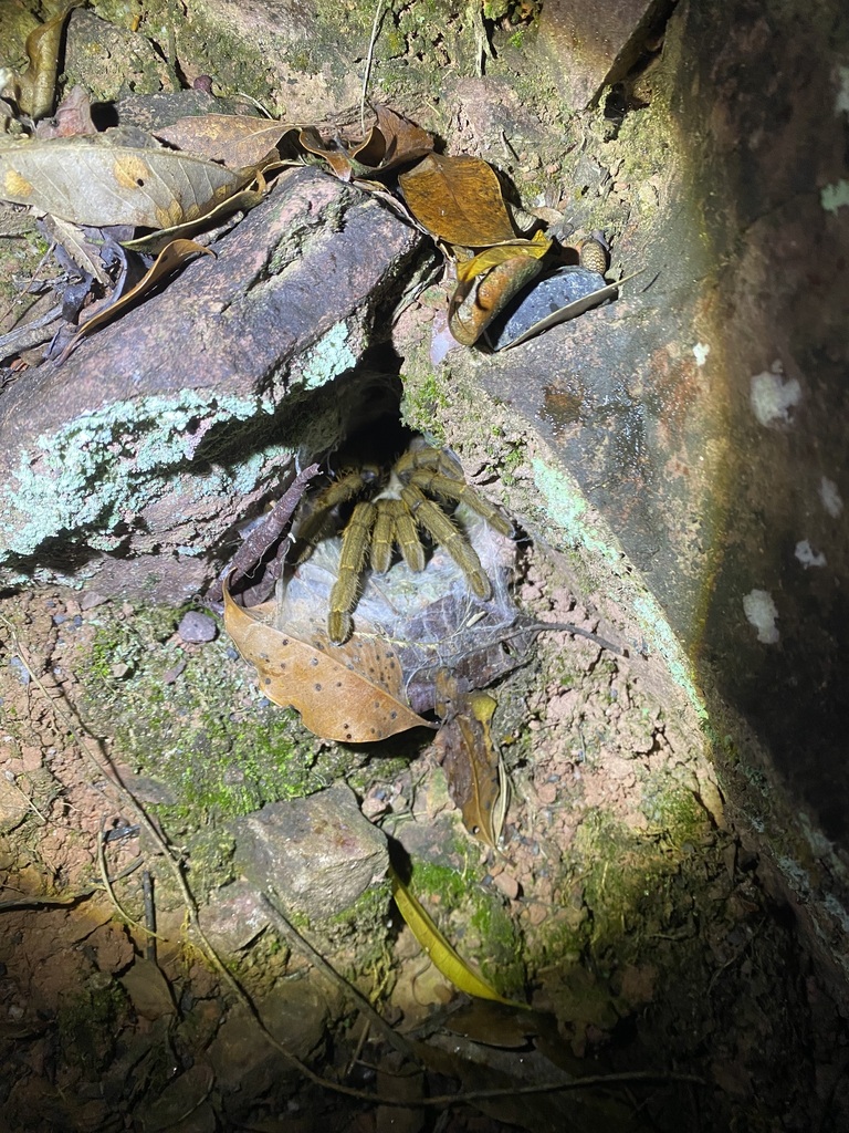 Chinese Giant Gold Tarantula in April 2023 by ong-siau-kun · iNaturalist