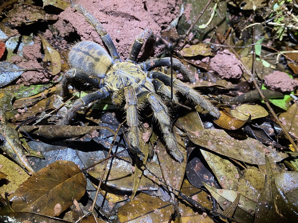 Chinese Giant Gold Tarantula in April 2023 by ong-siau-kun · iNaturalist