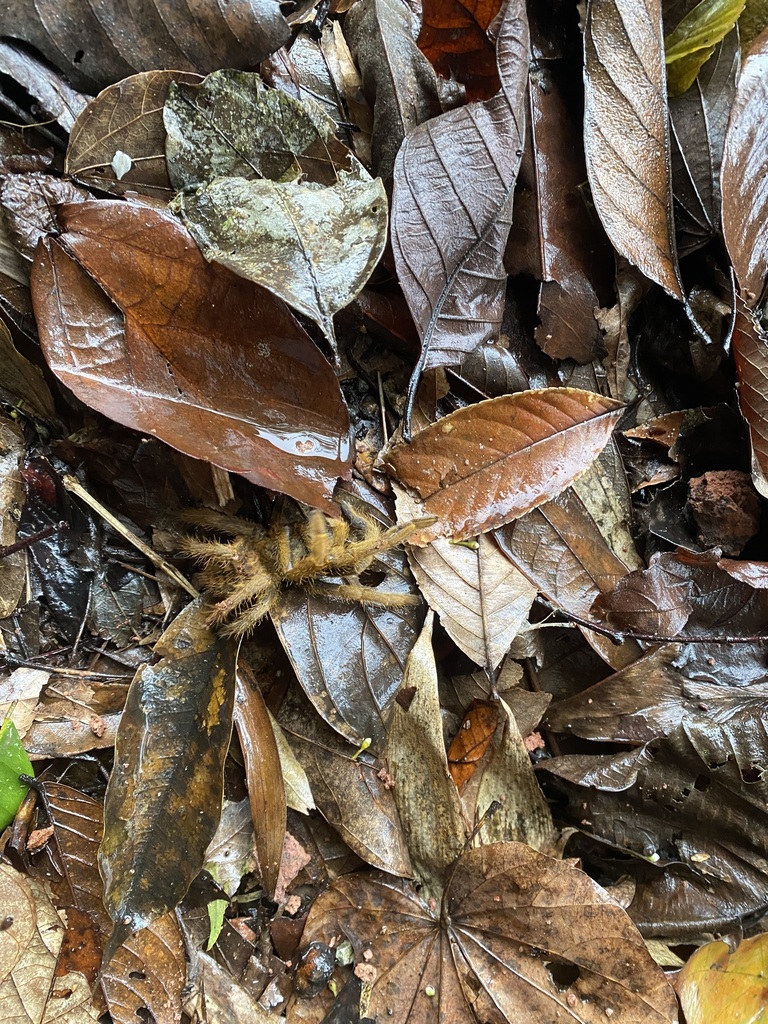 Chinese Giant Gold Tarantula in April 2023 by ong-siau-kun · iNaturalist