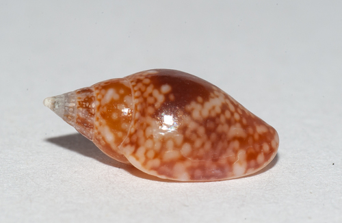 Caracol paloma (Nitidella nitida)