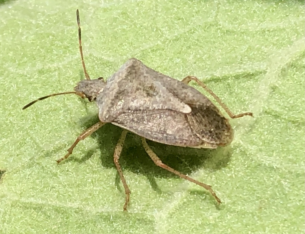 Brown Stink Bug from Minute Man National Historical Park, Lexington, MA ...