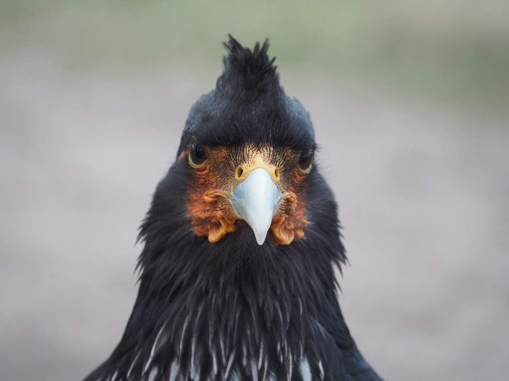 Carunculated Caracara from Metropolitan District of Quito, Ecuador on ...