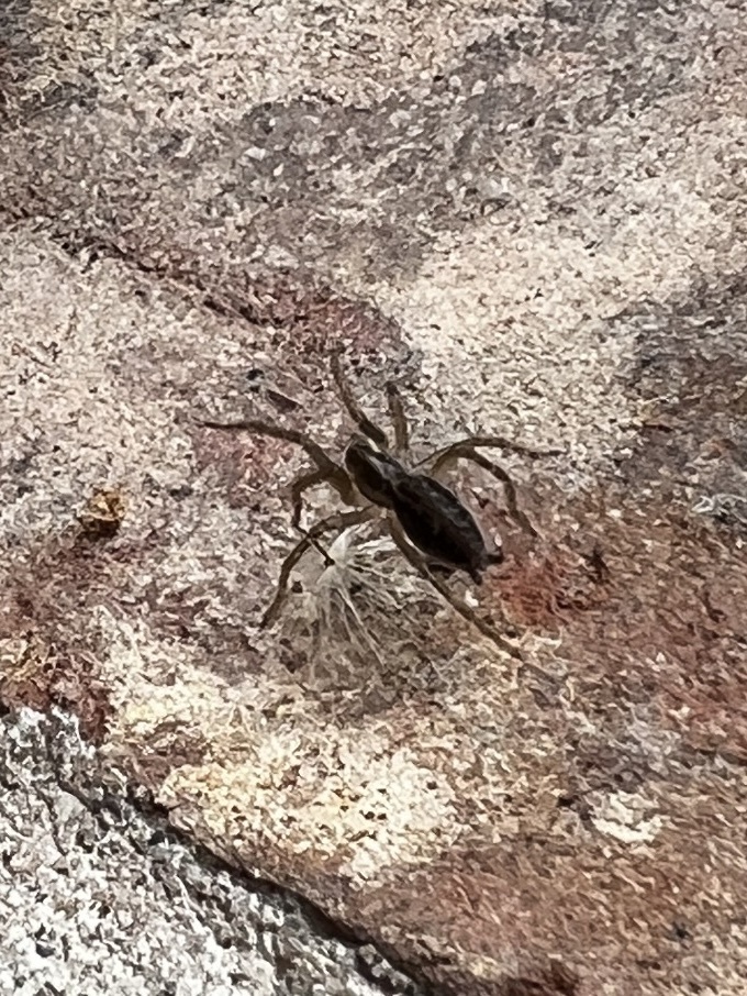 Grass Spiders from Yates Rd, Kelowna, BC, CA on June 21, 2023 at 02:53 ...