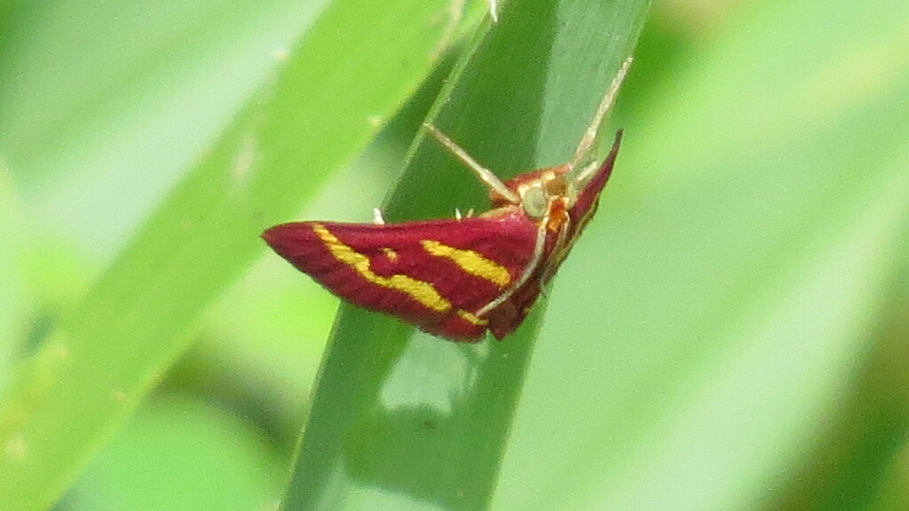 Coffee-loving Pyrausta Moth from Dunedin, FL, USA on July 31, 2019 at ...