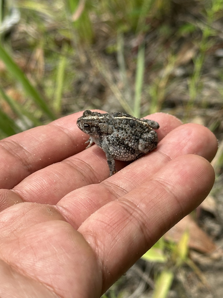 Oak Toad from Ridgeland, SC, US on June 21, 2023 at 02:46 PM by Josué ...