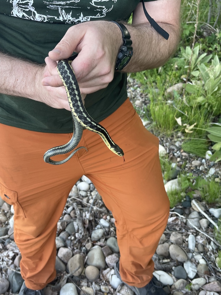 Common Garter Snake from Hoeft State Park, Rogers City, MI, US on June ...